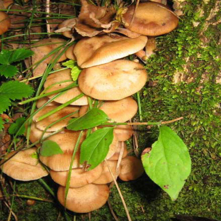 Opieńka miodowa grzybnia na ziarnie 1L - Planto - uprawa grzybów